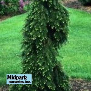 Small Conifers | Midpark Nurseries, Inc.