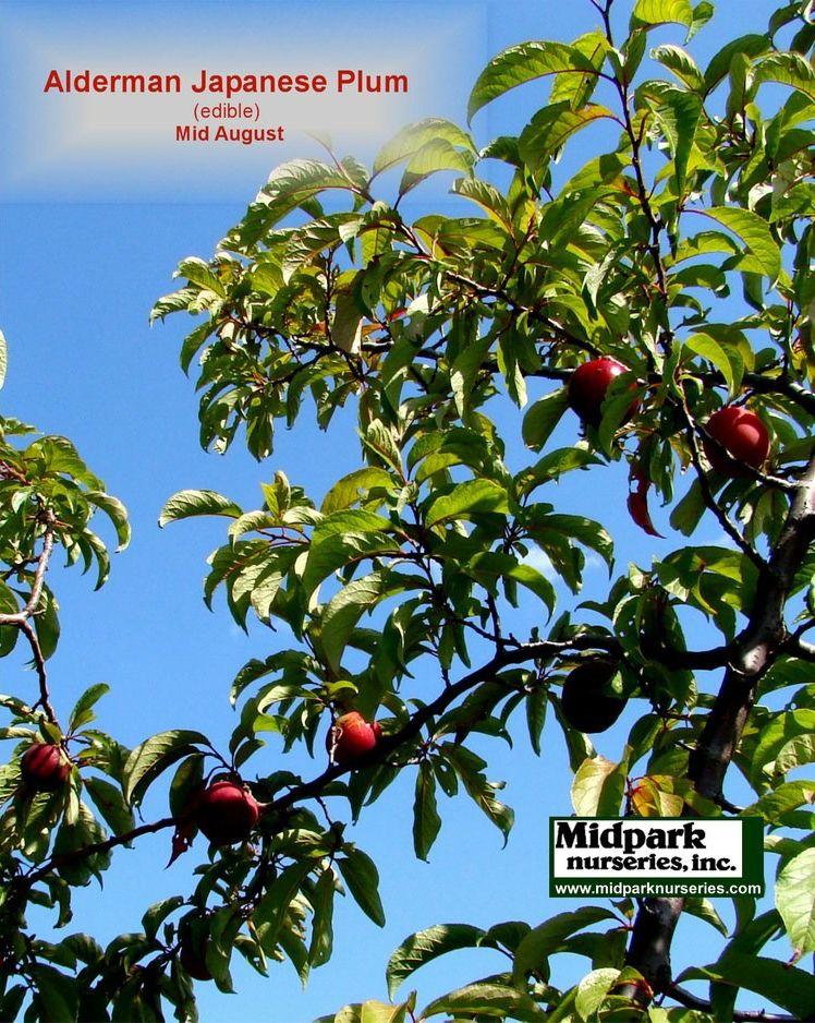 Edible Fruit Trees | Midpark Nurseries, Inc.