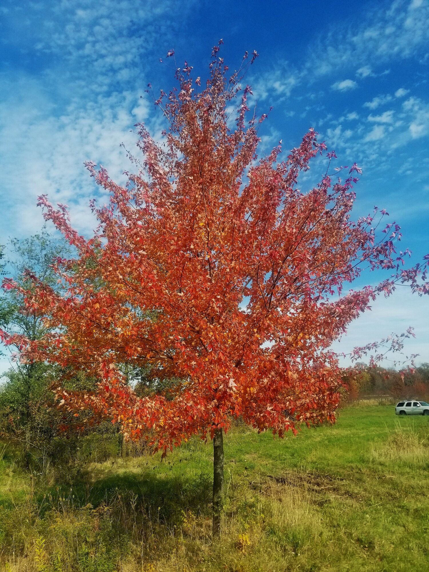 Autumn Colors | Midpark Nurseries, Inc.
