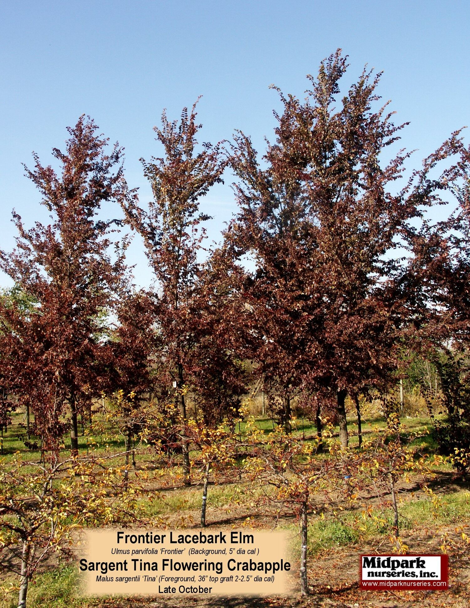 Autumn Colors | Midpark Nurseries, Inc.
