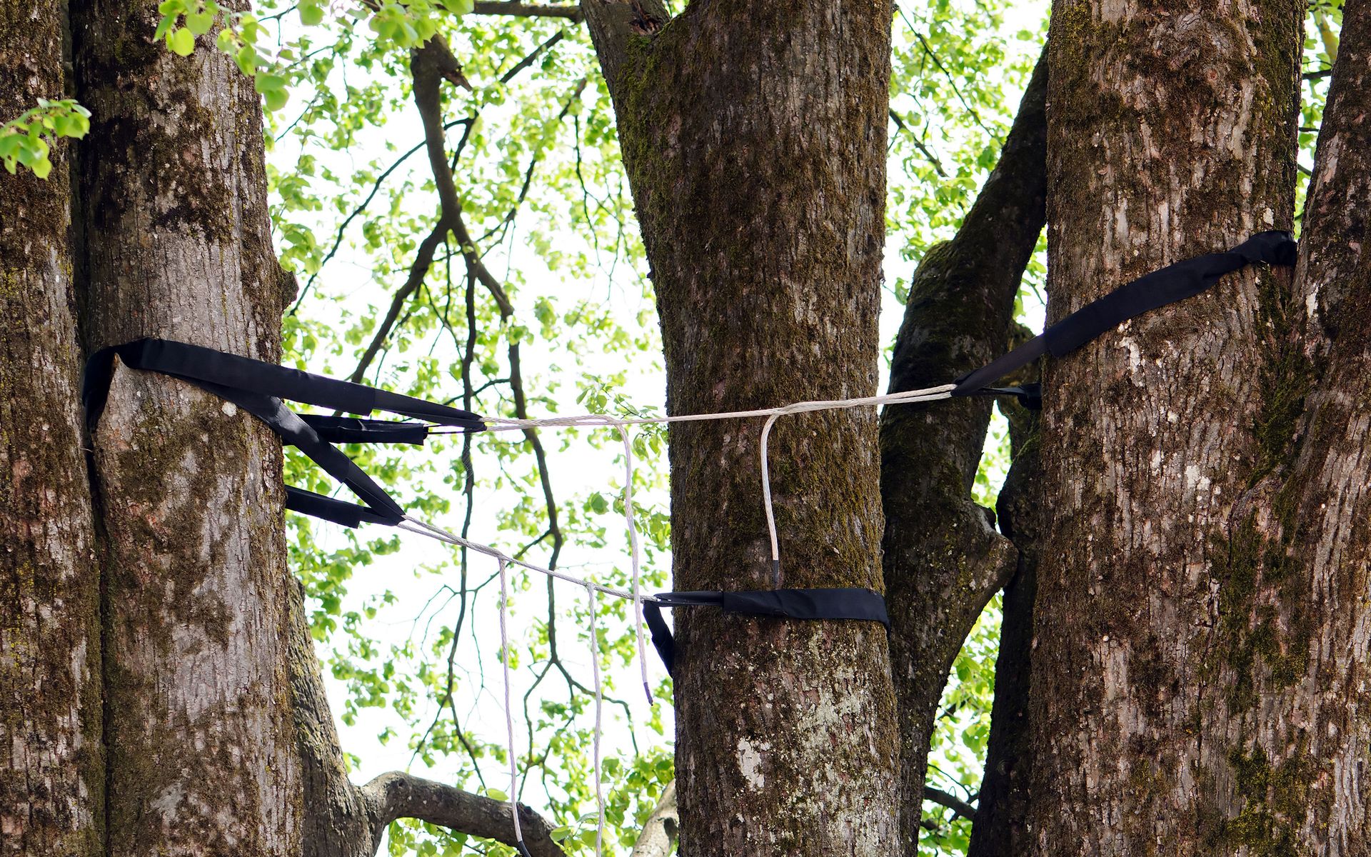 Arborist | Myers Tree Service | Bedford, VA