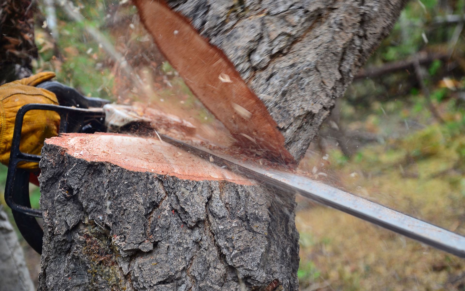 Arborist | Myers Tree Service | Bedford, VA