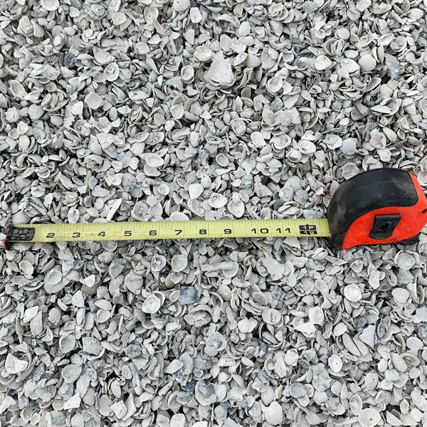 Shells | Pinellas County, FL