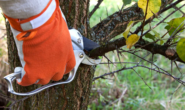 Tree Safety Trimming | Tree Trimming | Pruning | El Cajon, CA