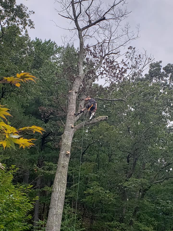 Salem Tree & Stump | Tree Services | Salem, VA