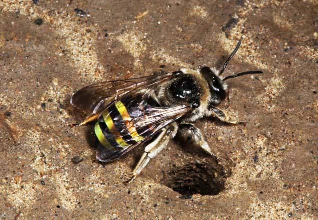 Pest Control | Solitary Bee Control | Portland, OR