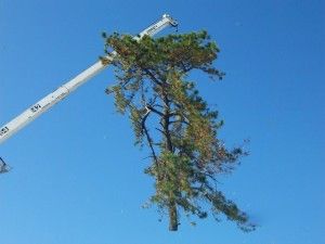 Tree Removal Howell | Millstone | Ultimate Tree Service