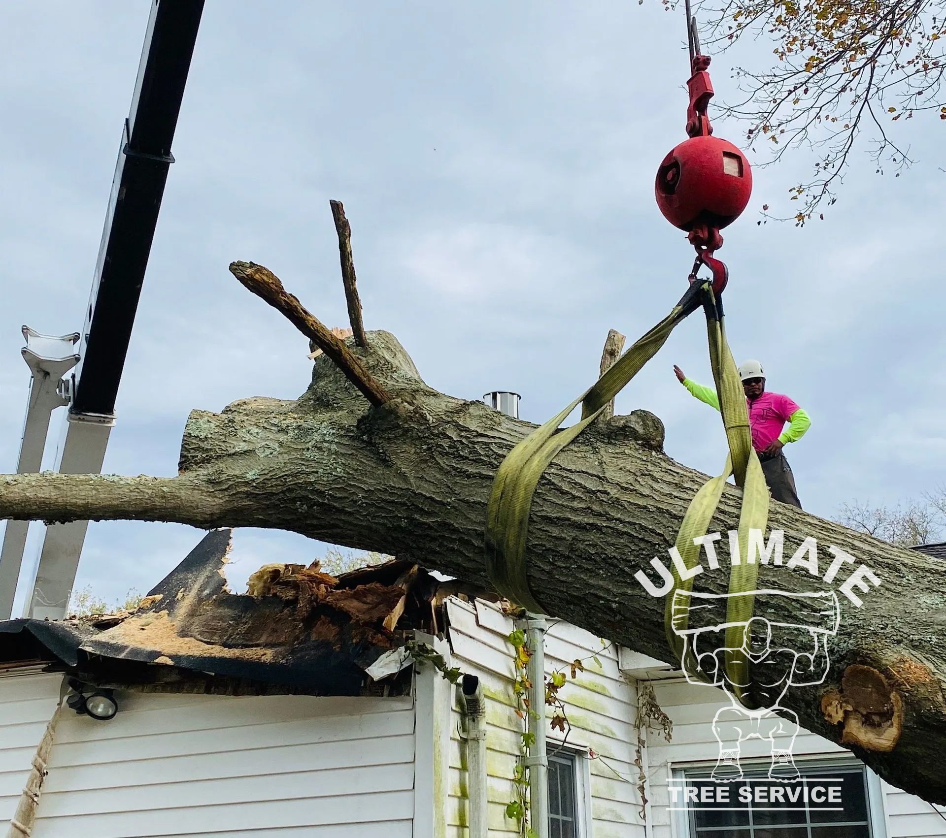 Photo Gallery | Ultimate Tree Service