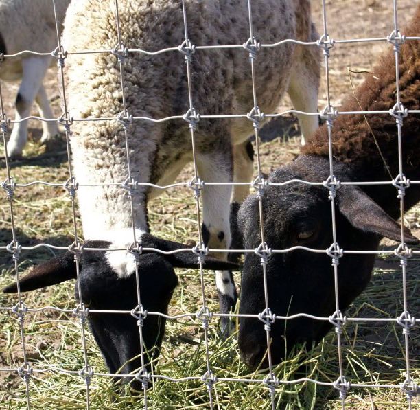 Wire Fencing Supply Services | Gap, PA