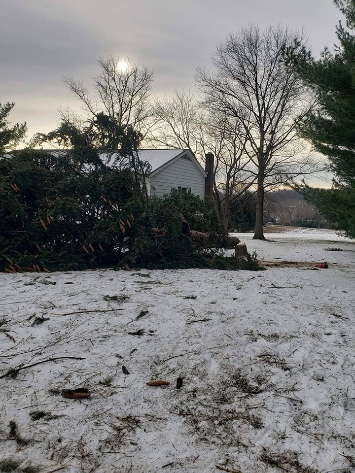 Tree Service | Jorge's Tree Service, LLC | York, PA | Hanover, PA