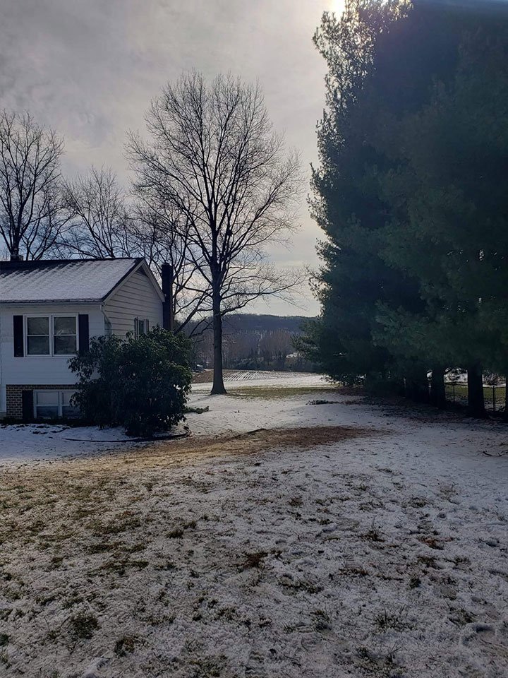 Tree Service | Jorge's Tree Service, LLC | York, PA | Hanover, PA