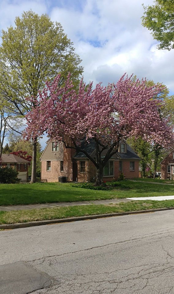 Tree Service | Jorge's Tree Service, LLC | York, PA | Hanover, PA