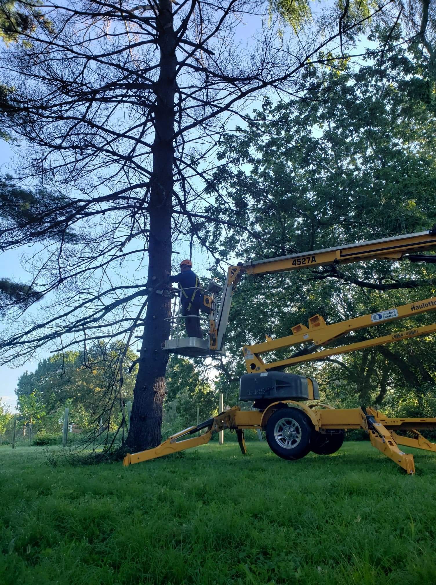 Tree Service | Jorge's Tree Service, LLC | York, PA | Hanover, PA