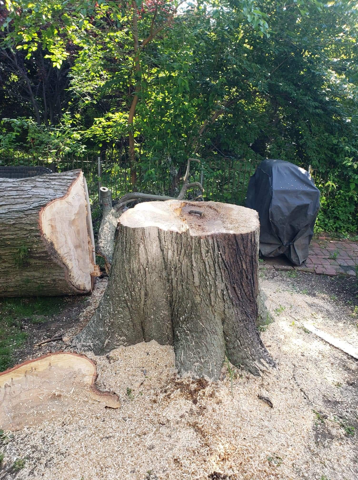 Tree Service | Jorge's Tree Service, LLC | York, PA | Hanover, PA