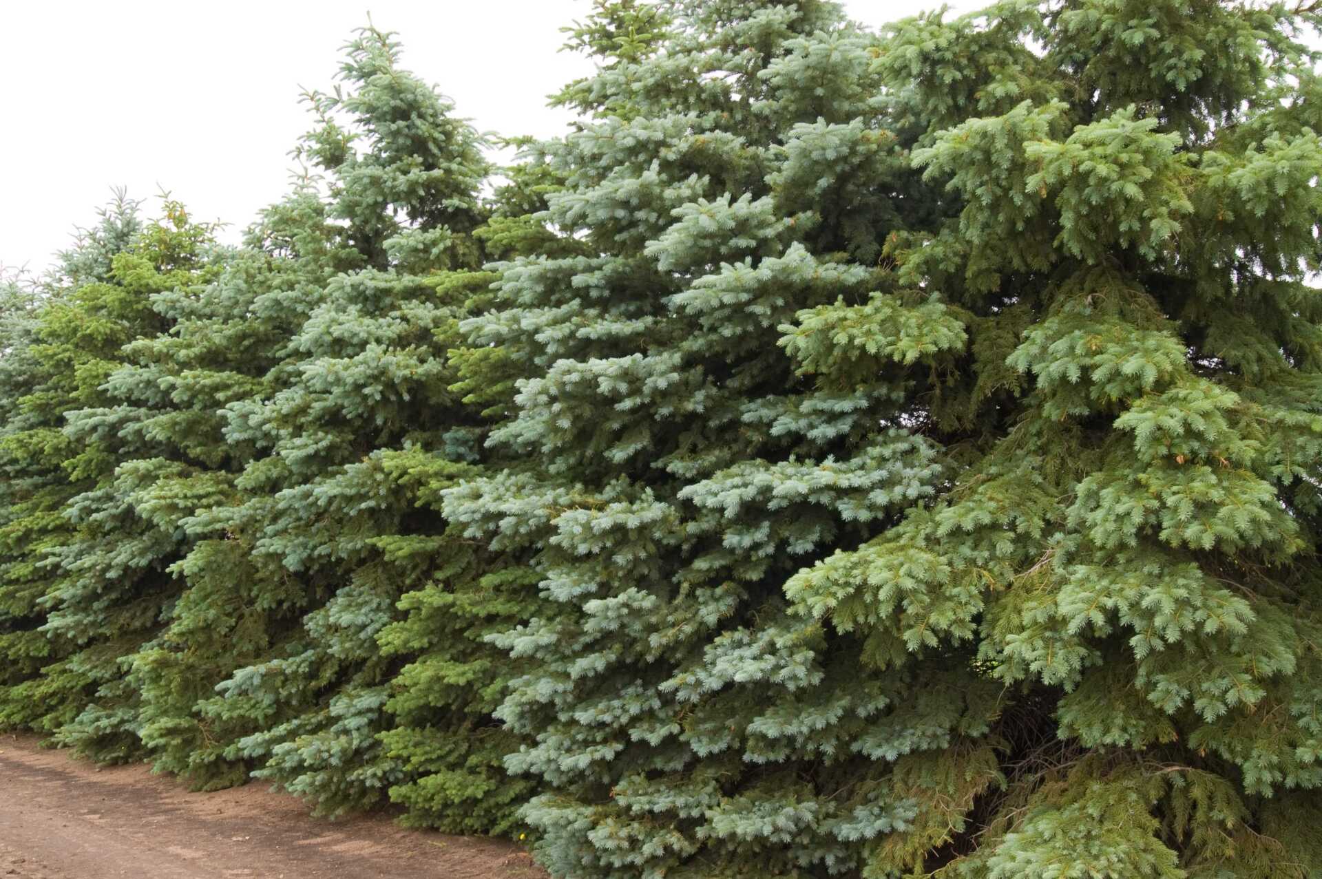 Evergreens