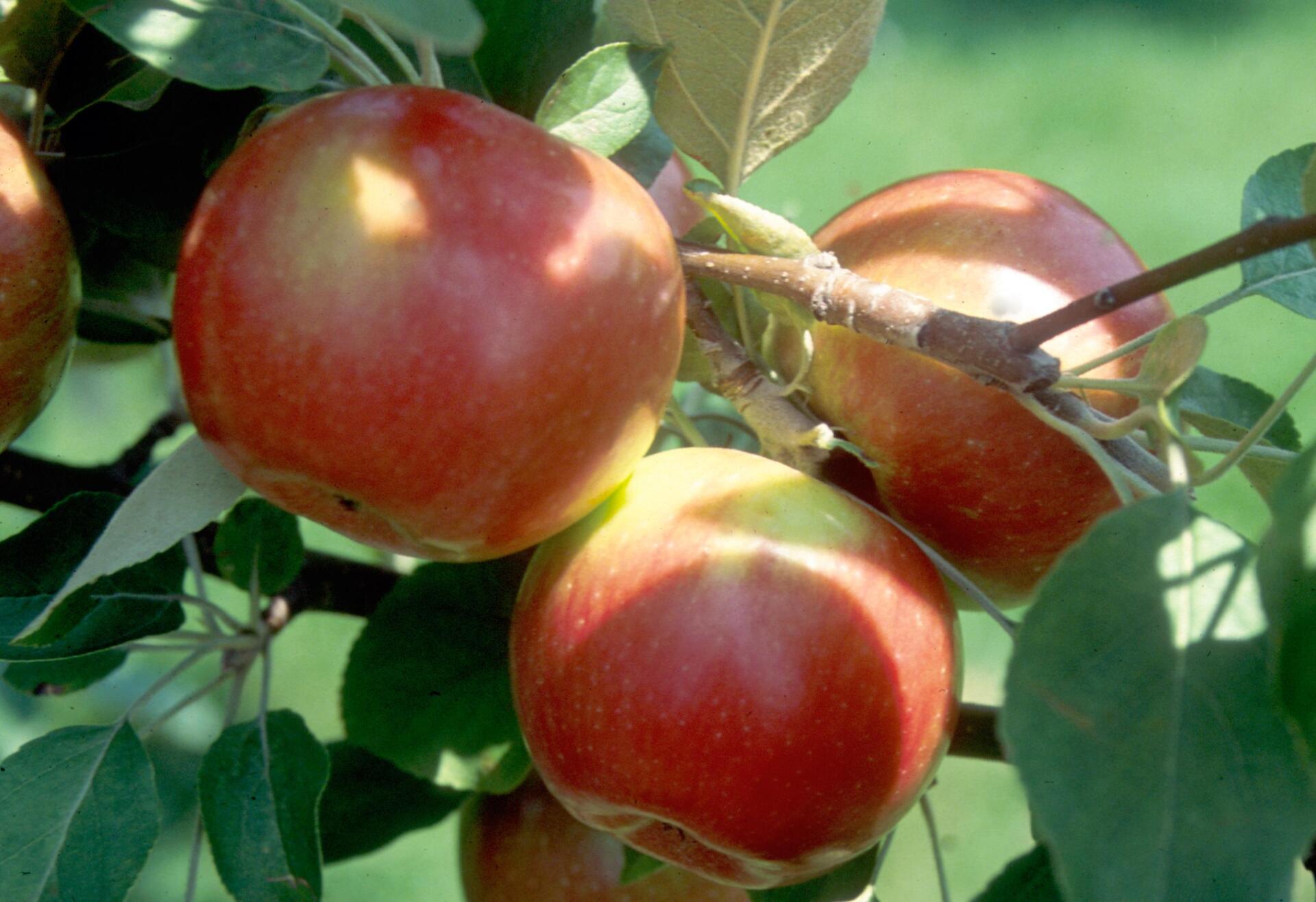 Apple Trees