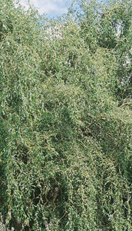 Shade Trees