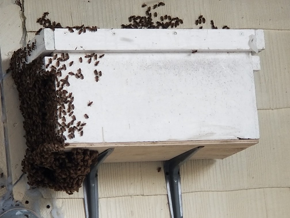 Bee Removal | Live Bee Removal | Clearwater, FL