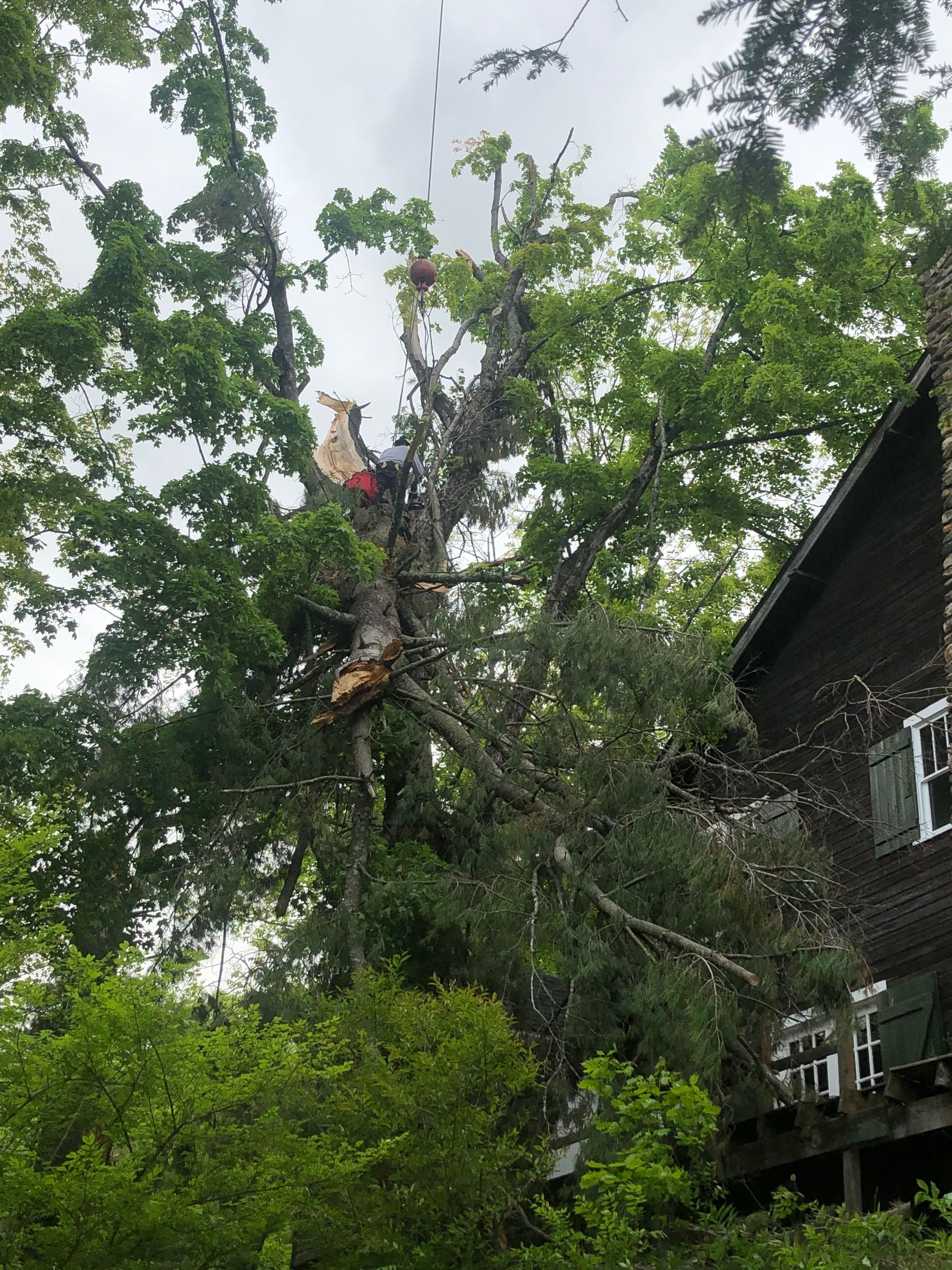 Gallery | Kelley Brothers Tree Service | Pittsfield, MA