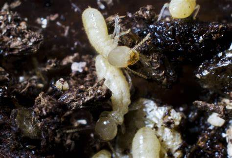 Termite Control Services | Winchester, VA Area