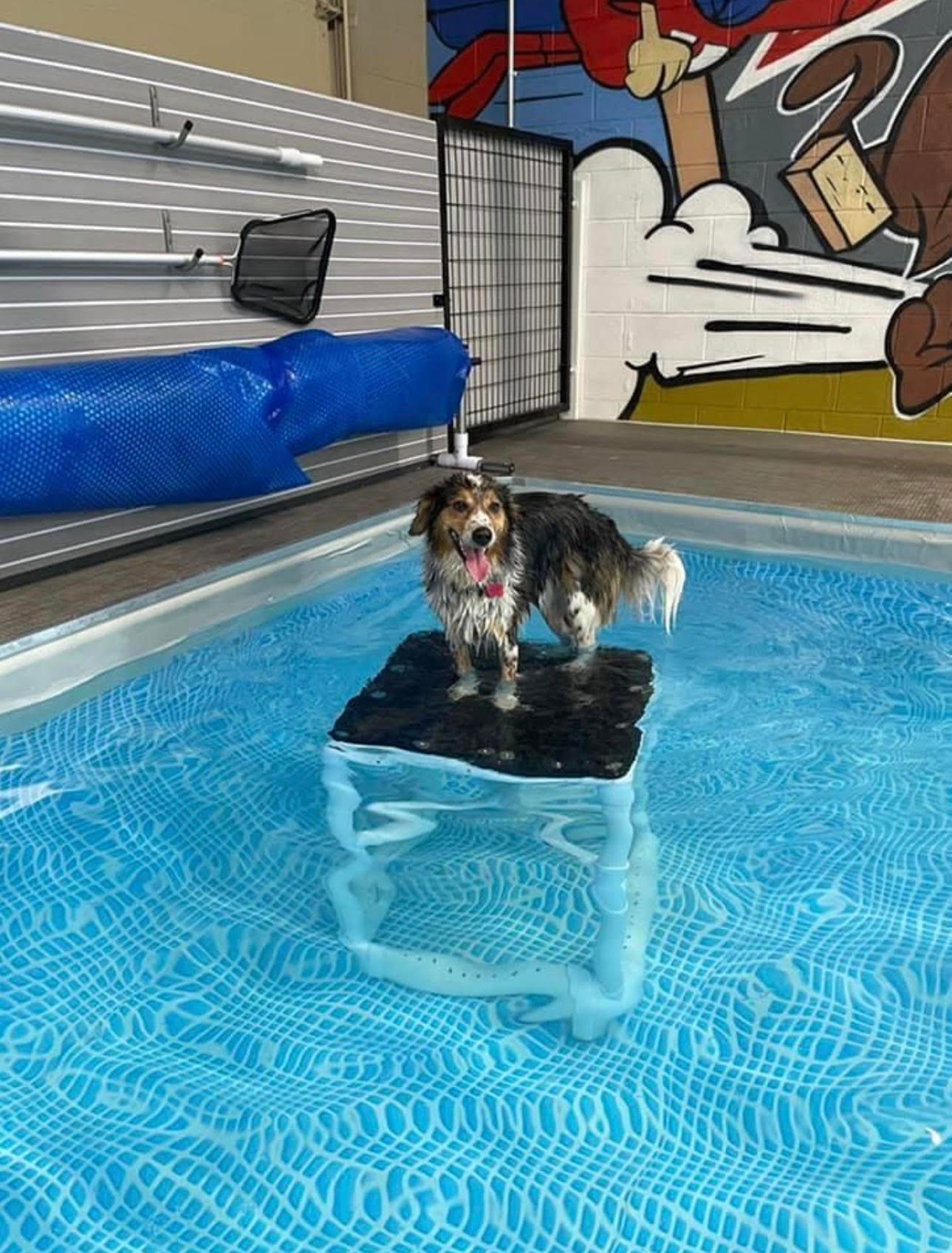 Indoor Pool for Dogs | Wauwatosa, WI