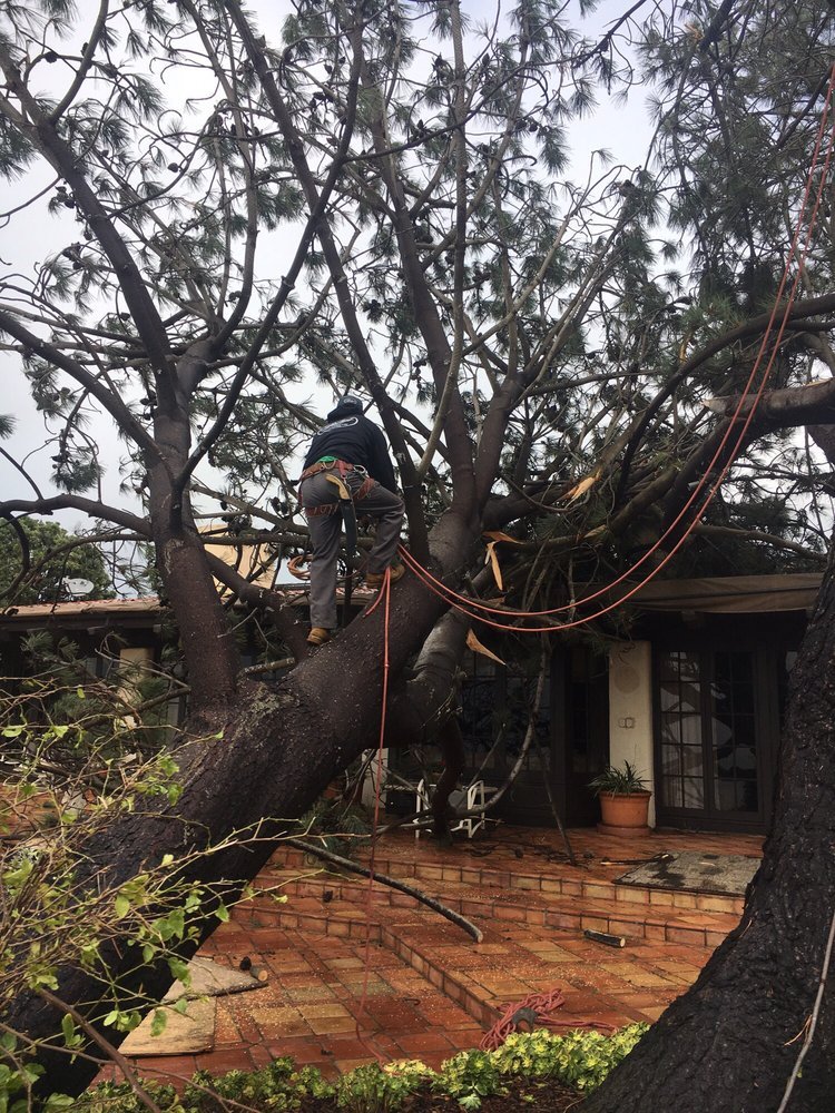 Finley's Tree & Landcare Inc Photo Gallery | Torrance, CA