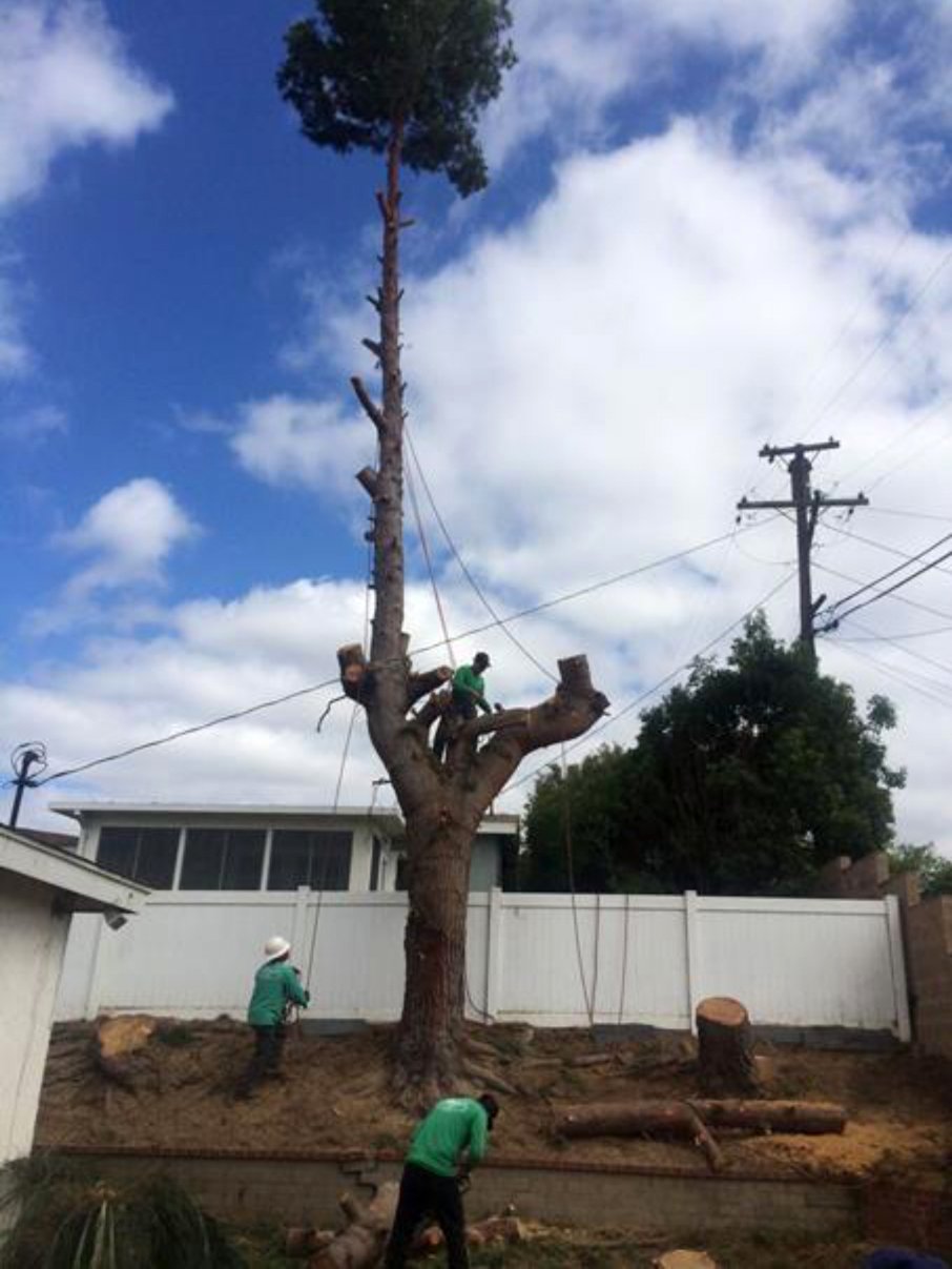 Finley's Tree & Landcare Inc Photo Gallery | Torrance, CA