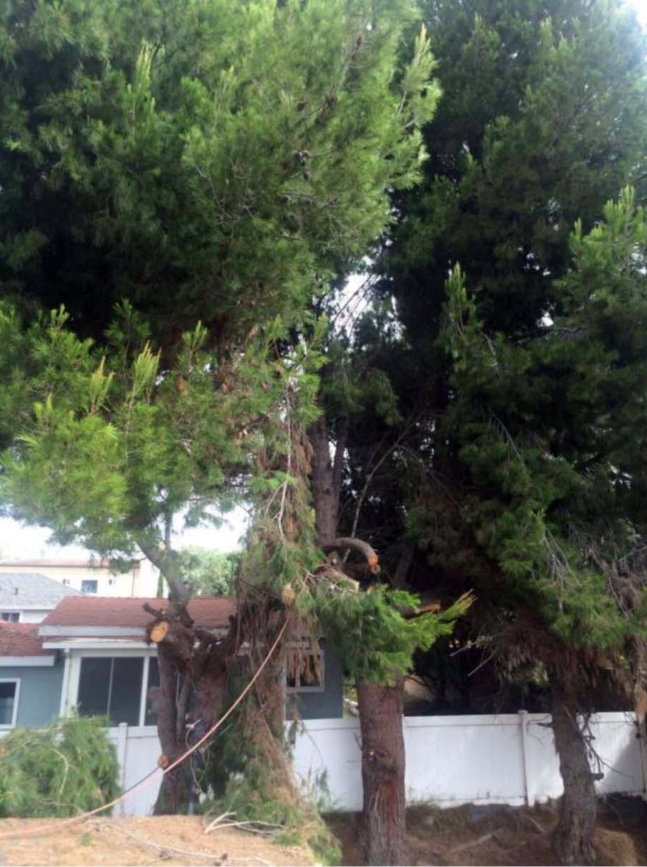 Finley's Tree & Landcare Inc Photo Gallery | Torrance, CA