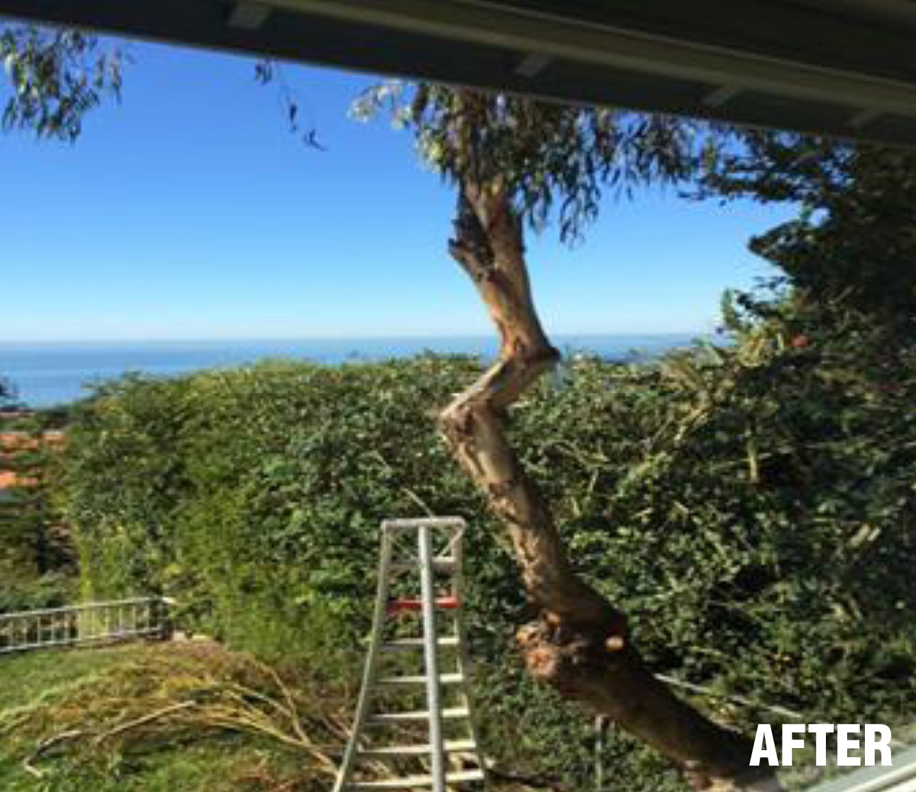 Finley's Tree & Landcare Inc Photo Gallery | Torrance, CA