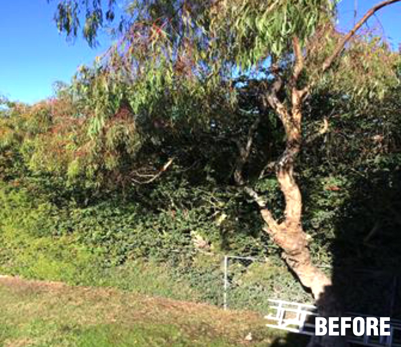 Finley's Tree & Landcare Inc Photo Gallery | Torrance, CA