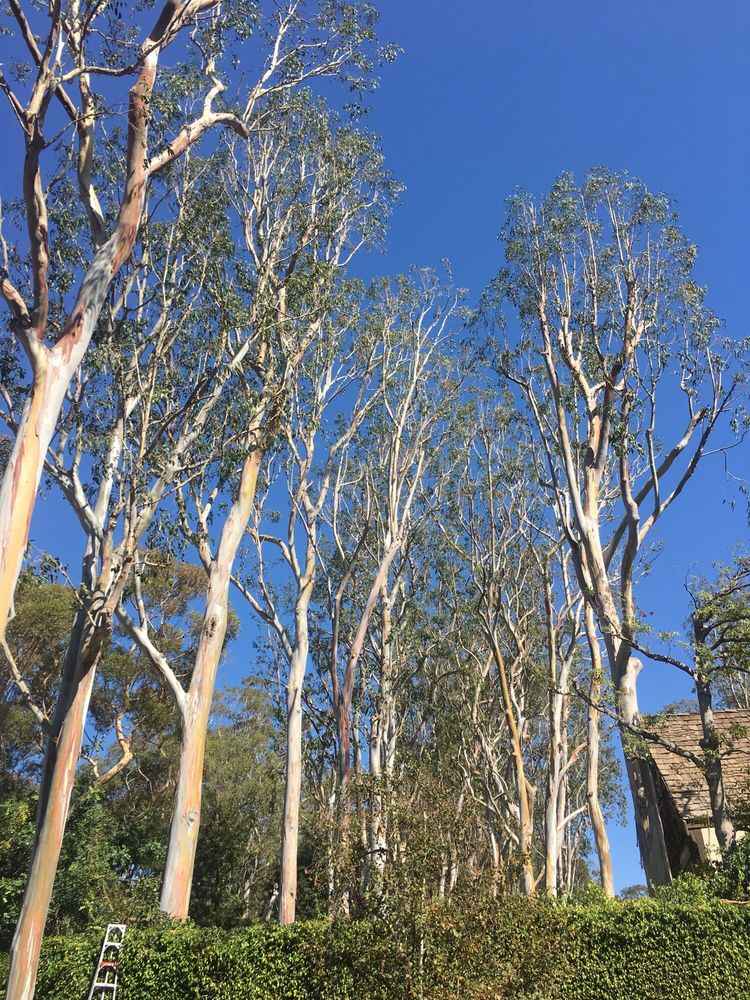 Finley's Tree & Landcare Inc Photo Gallery | Torrance, CA