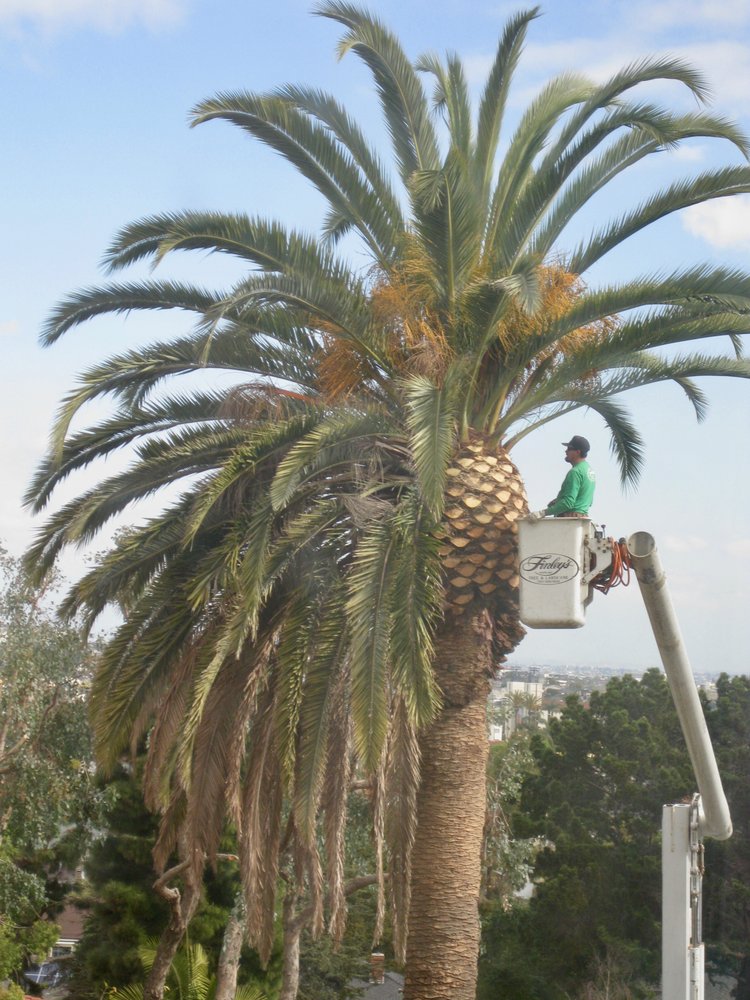 Finley's Tree & Landcare Inc Photo Gallery | Torrance, CA