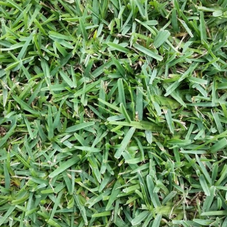 Sod Ft Myers, FL | Sosa's Landscape Supplies