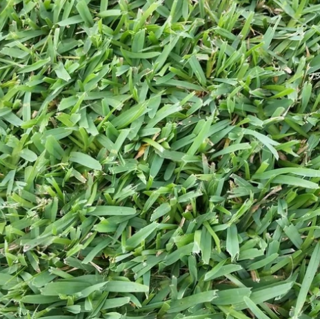 Sod Ft Myers, FL | Sosa's Landscape Supplies