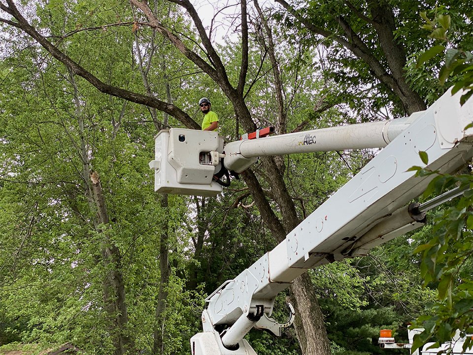 Busy Beaver Tree Care | Tree and Stump Removal | Roscoe, IL