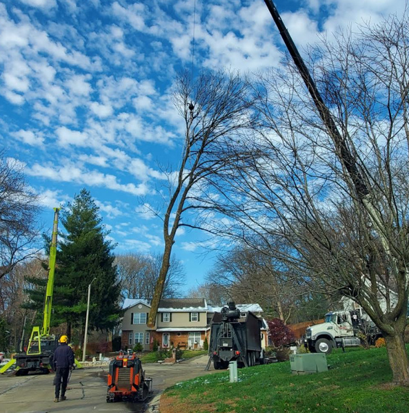 Gallery | Hudson Tree Service | Madison County, IL