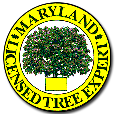 Arborist | Bay Tree Service | Denton, MD
