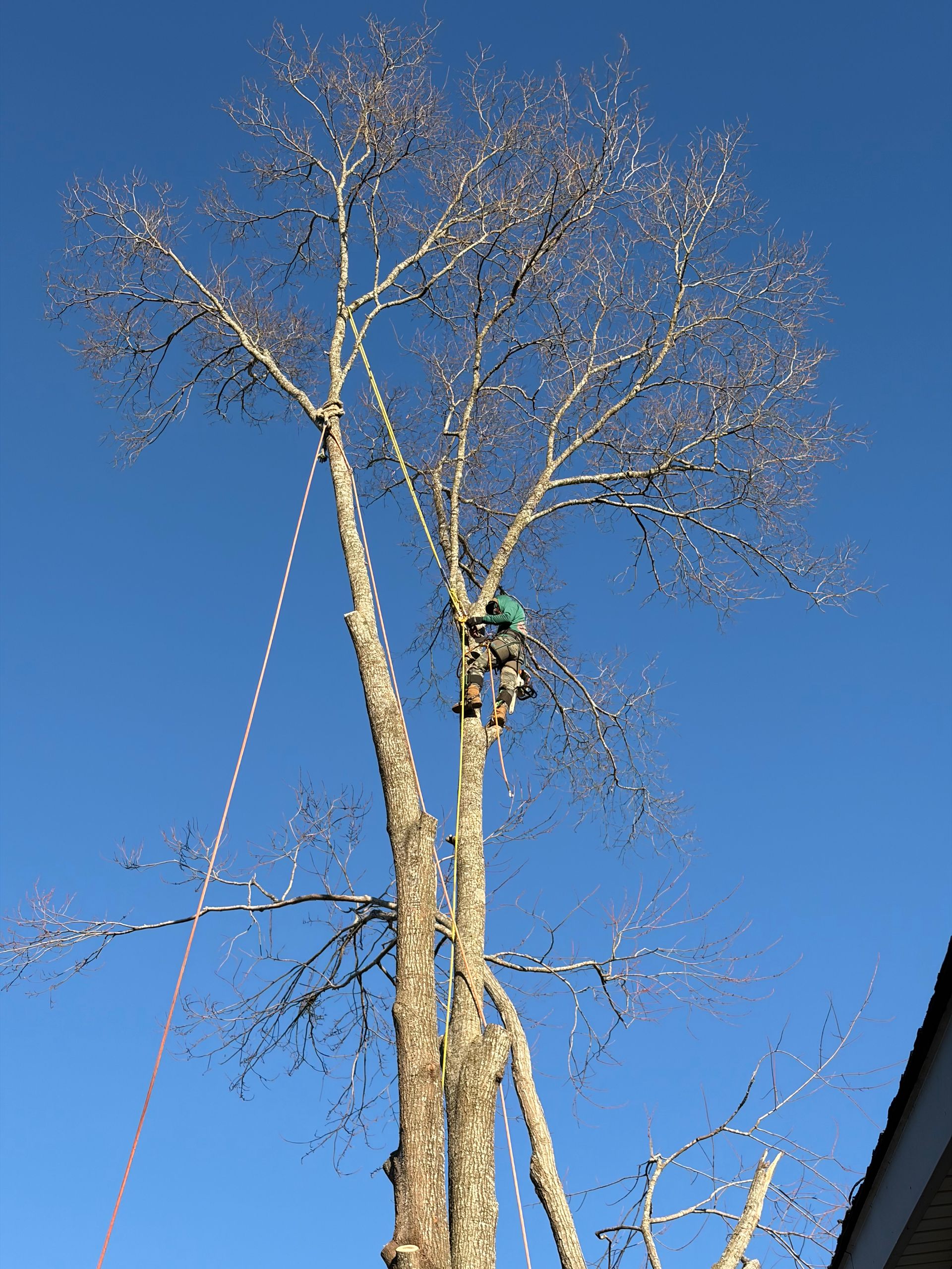 Tree Care Services | Huntsville, AL | RC Tree Services Pro