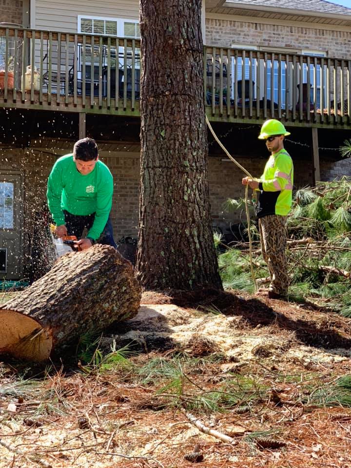 Tree Removal Huntsville, AL | J&C Tree Experts